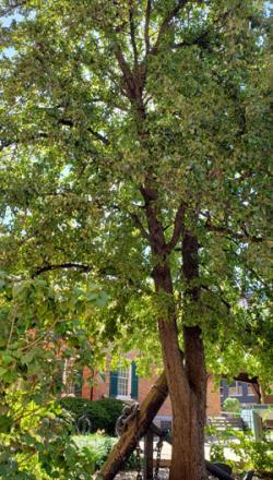 Ancient Jesuit Pear Tree | City of Windsor